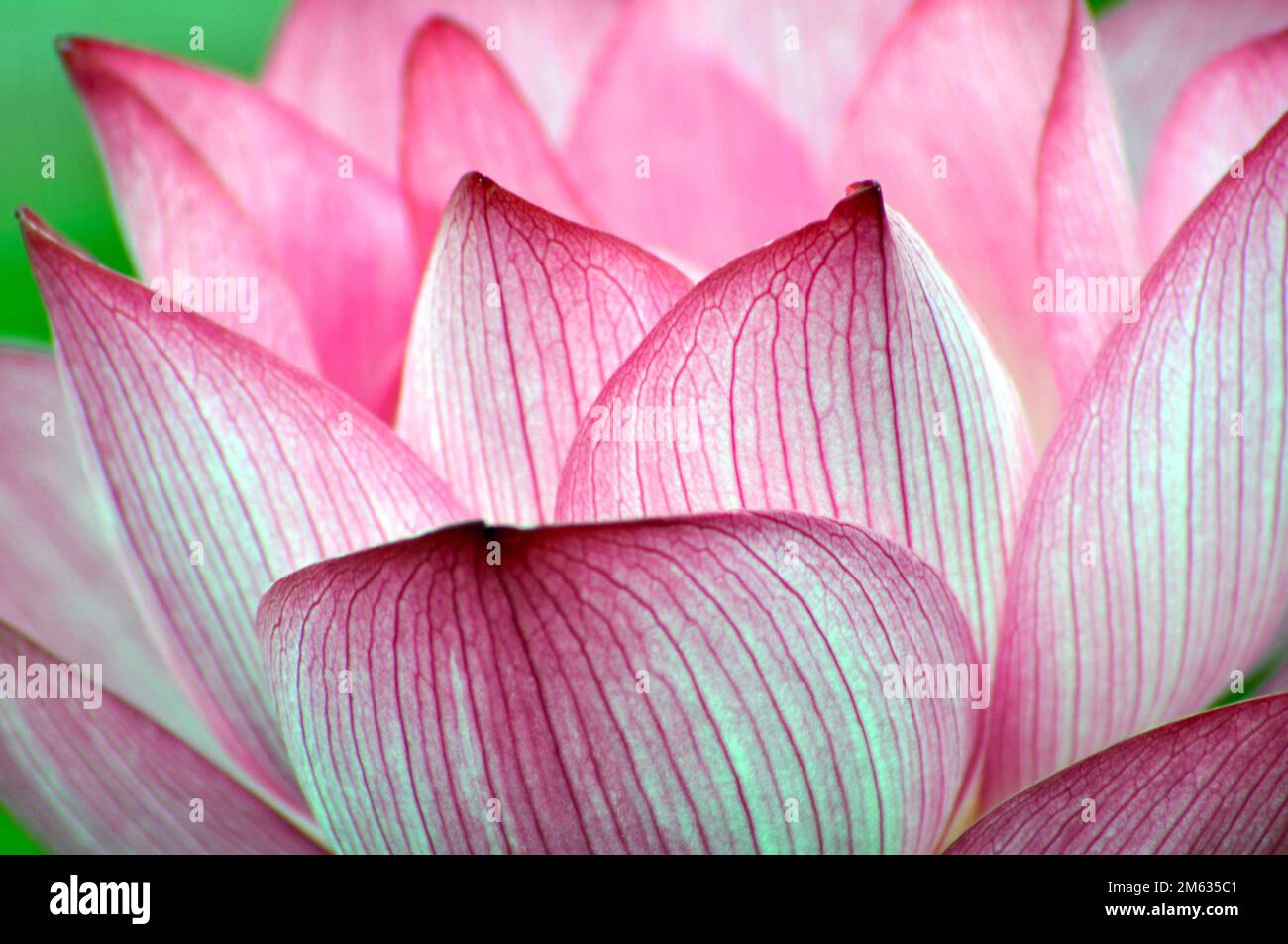 Blossoming lotus flowers Stock Photo - Alamy