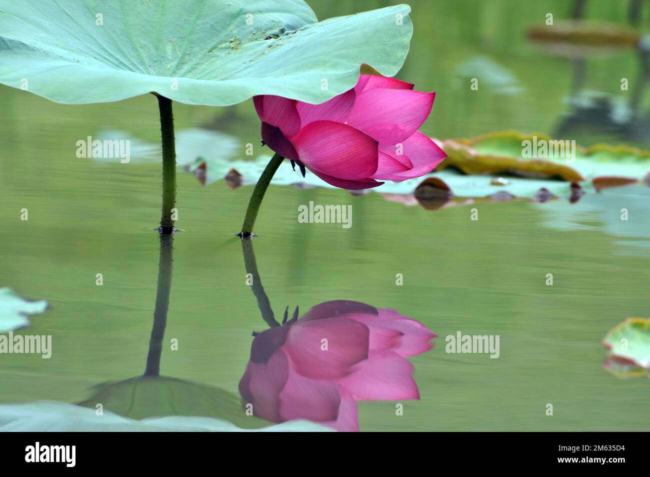 Blossoming lotus flowers Stock Photo - Alamy