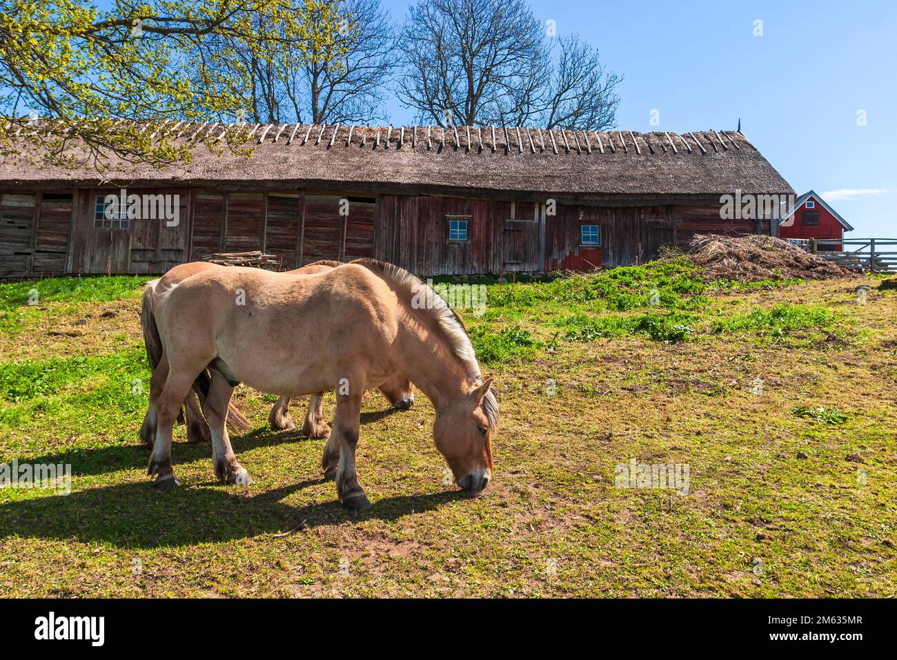 Fjord horses graze at an old barn in the countryside Stock Photo - Alamy