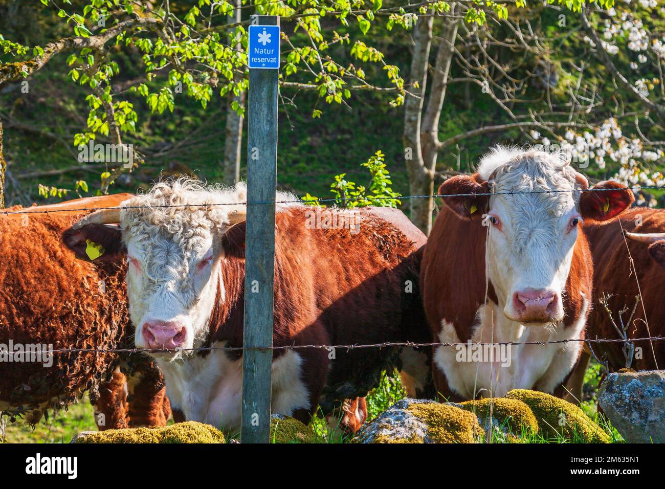 Beef cattle in a swedish nature reserve Stock Photo - Alamy