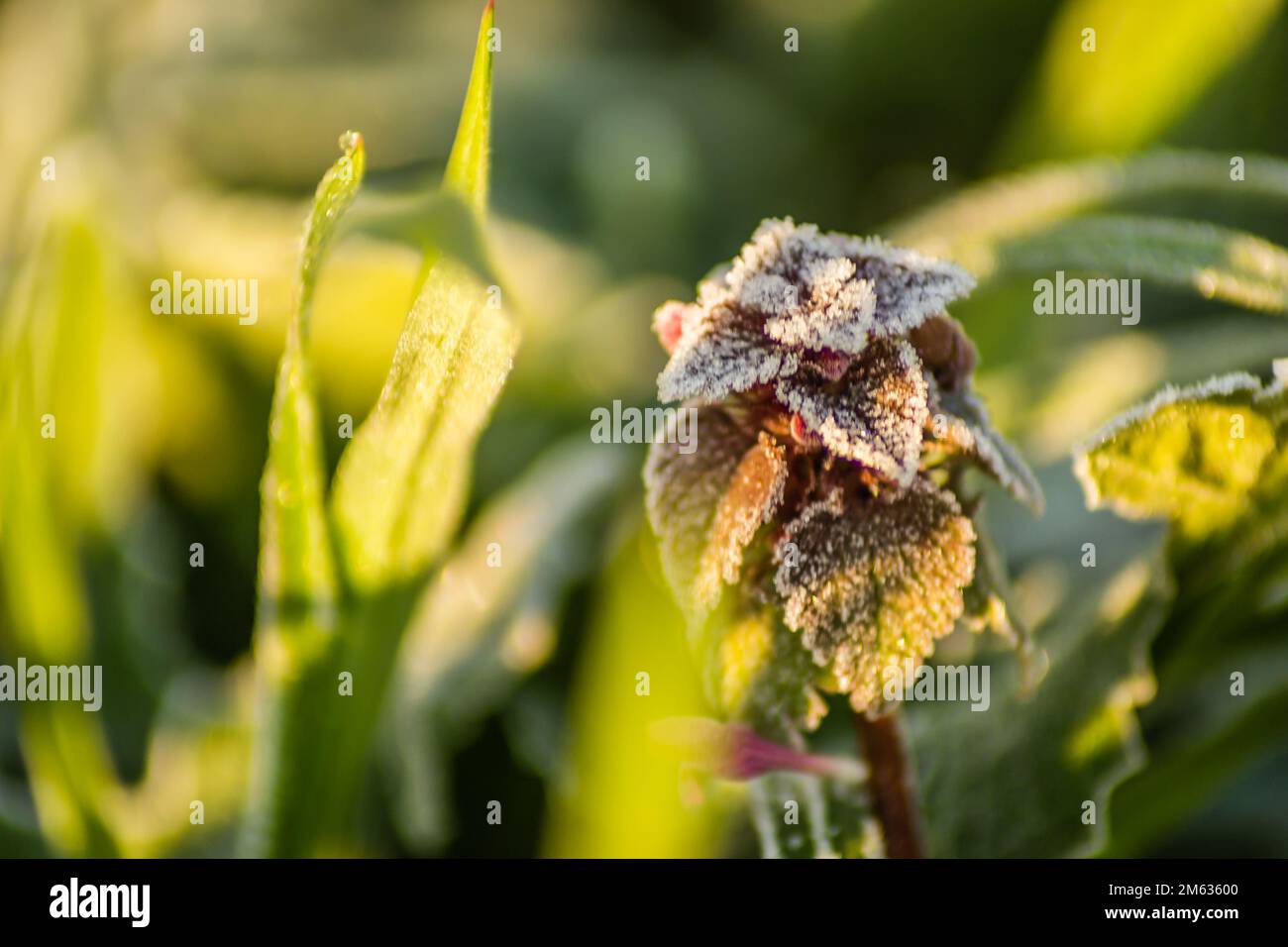 Wild nettle - Lamium purpureum. One-year or two-year meadow herbaceous ...