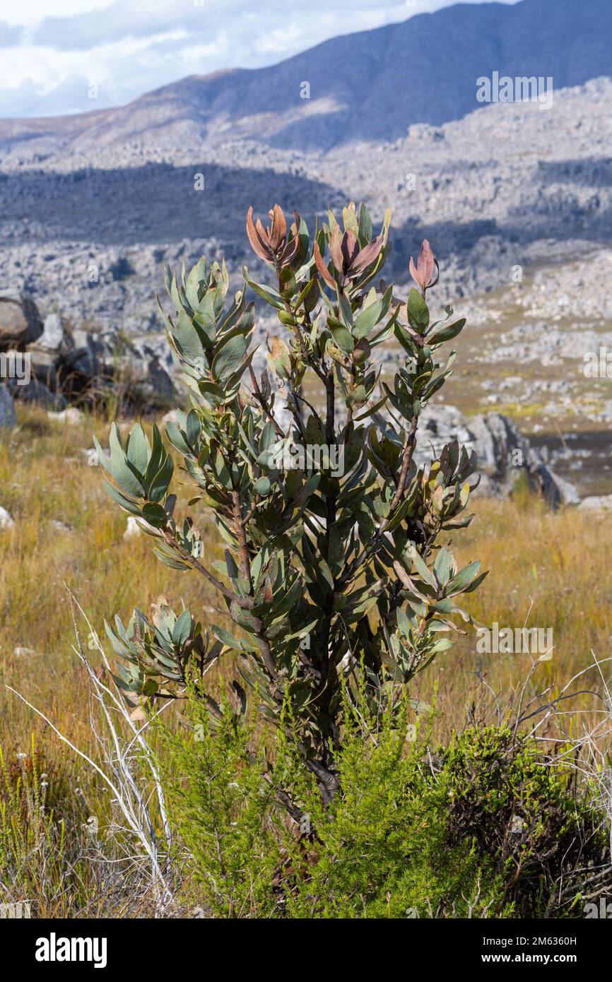 Protea sp. seen near Tulbagh in the Western Cape of South Africa Stock ...