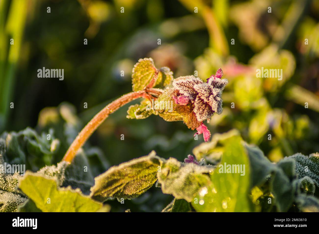 Wild nettle - Lamium purpureum. One-year or two-year meadow herbaceous ...