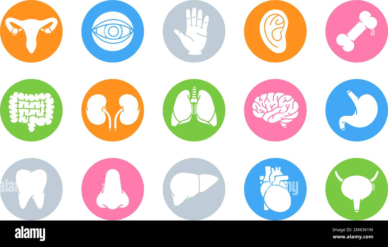 Set of human organs. Brain, tooth, ear, intestines, stomach, nose ...