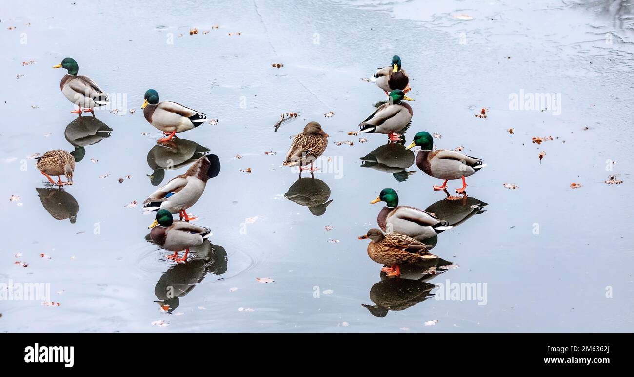 Hamburg, Germany. 22nd Dec, 2022. Ducks sitting on the ice of a ...