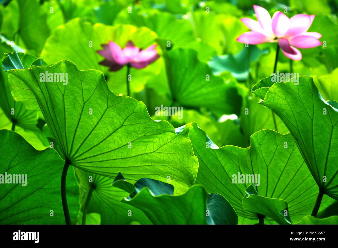 Blossoming lotus flowers Stock Photo - Alamy