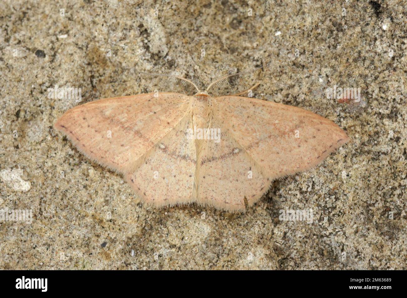 Detailed closeup on the yellow colored Clay triple-lines geometer moth ...
