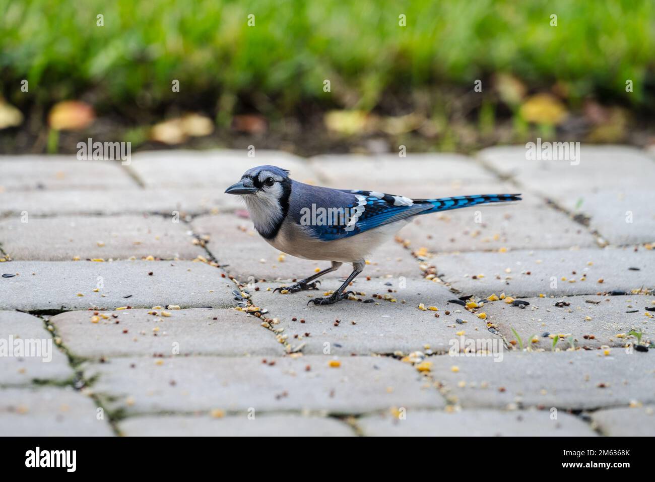 Blue jay standing on bird hi-res stock photography and images - Alamy