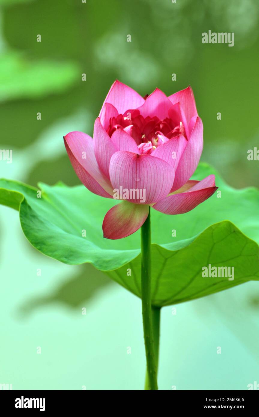 Blossoming lotus flowers Stock Photo - Alamy