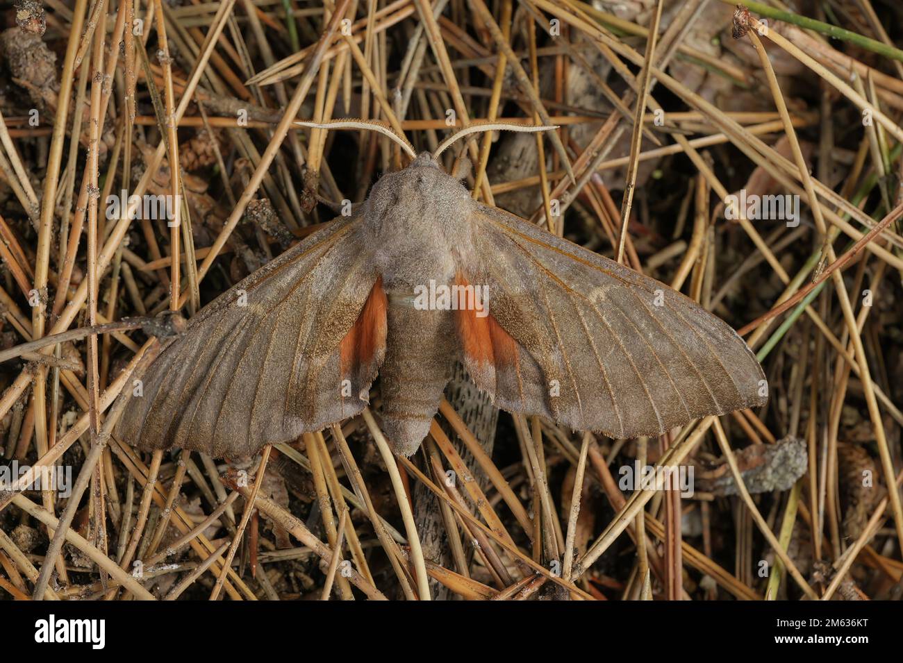 Natural close up on a Poplar hawk moth, Laothoe populi, sitting with ...