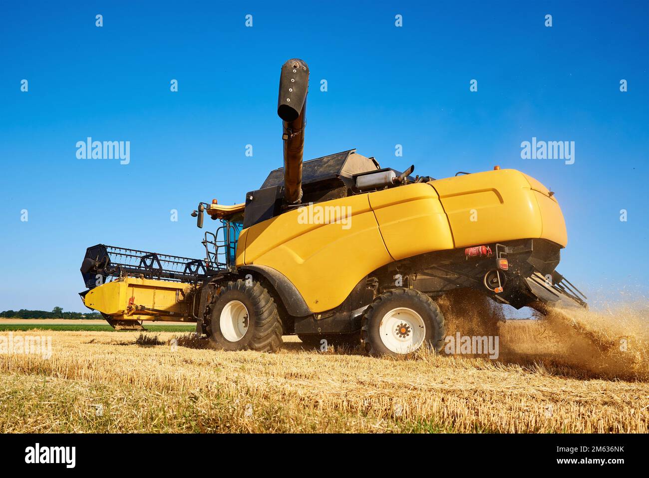 Combine harvester harvesting golden wheat field, harvester working in ...