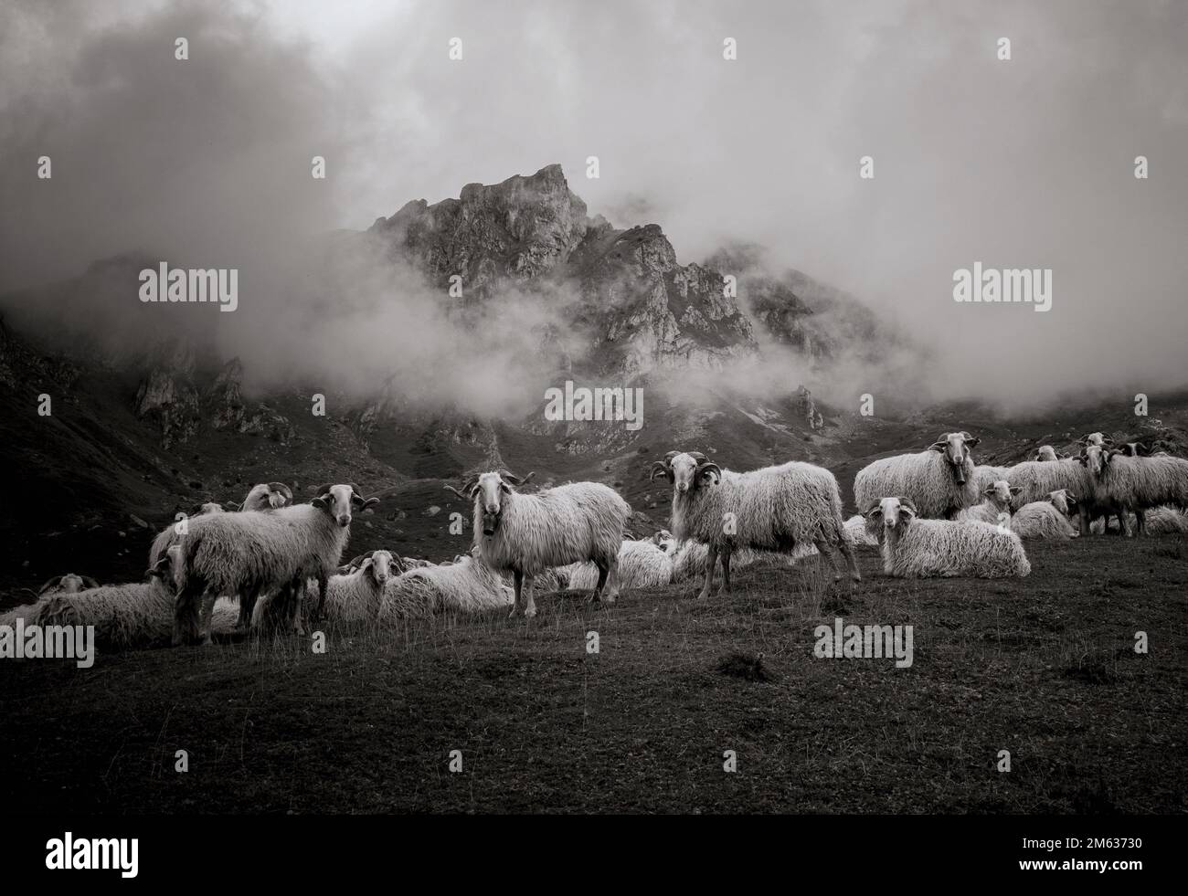 Black white goats graze hi-res stock photography and images - Alamy