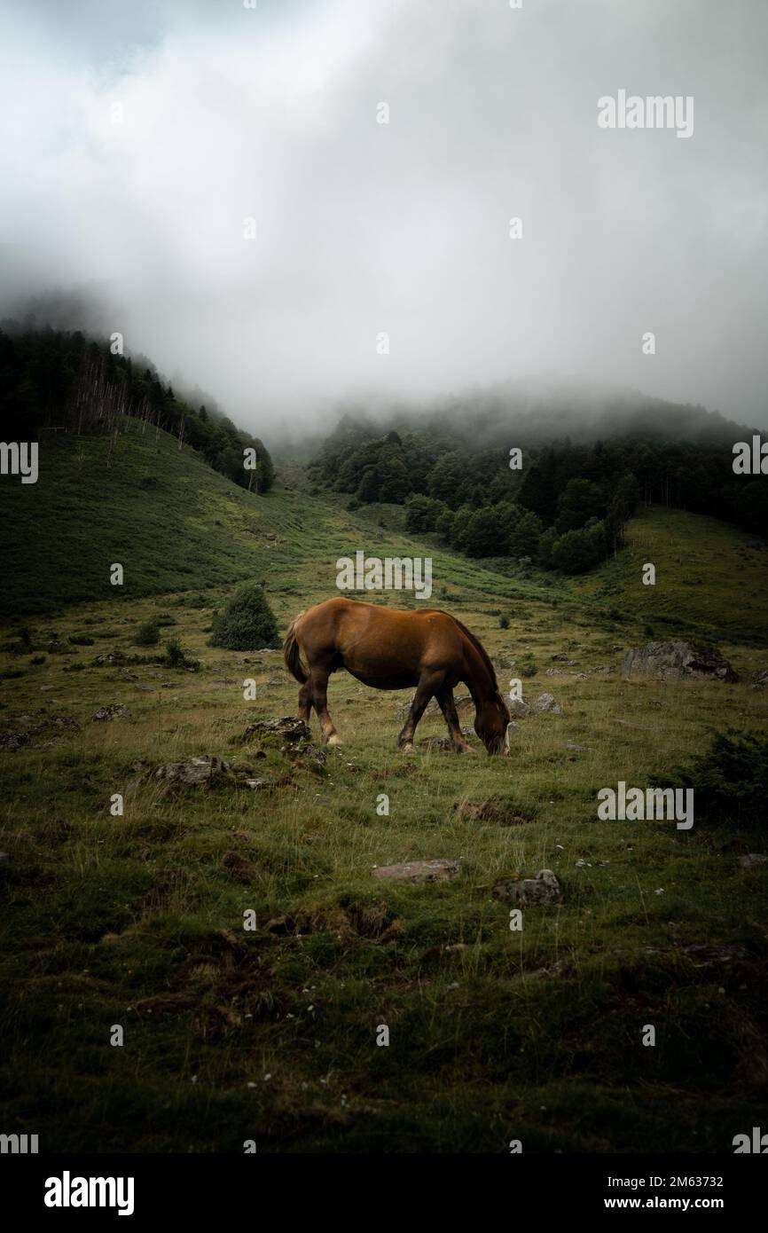 Picturesque scenery of brown horse pasturing on green grassy hill slope ...