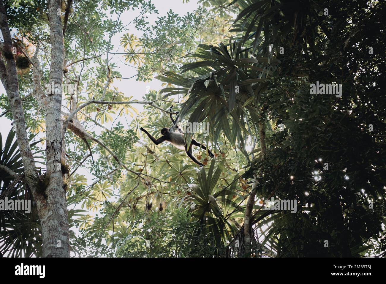 Low angle of wild fluffy monkey lumping between tropical trees on sunny ...