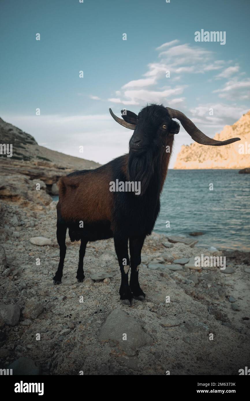 Black wild goat with big antlers standing on rocky coast near waving ...