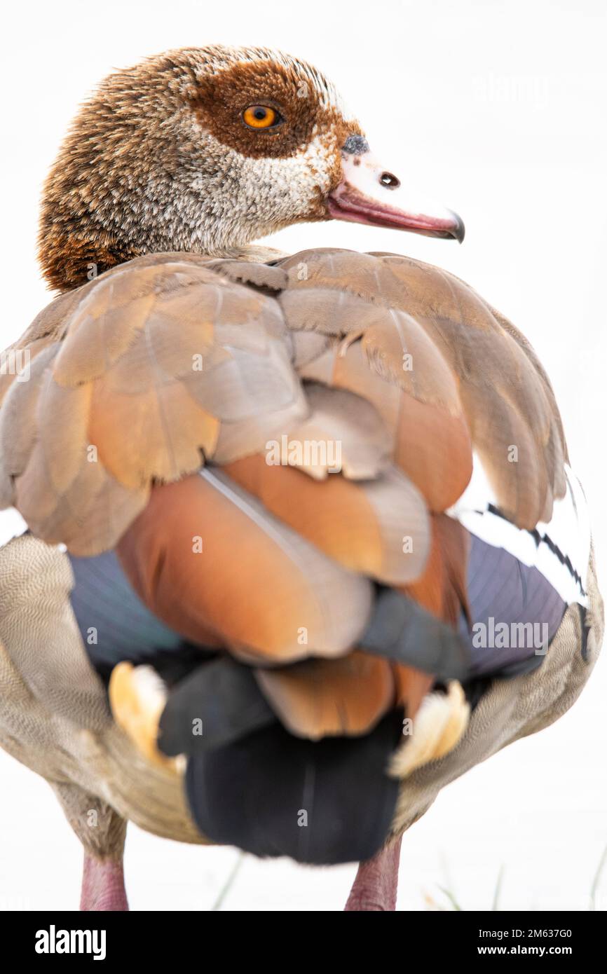 Back view of Egyptian goose with colorful feathers standing on grassy ...