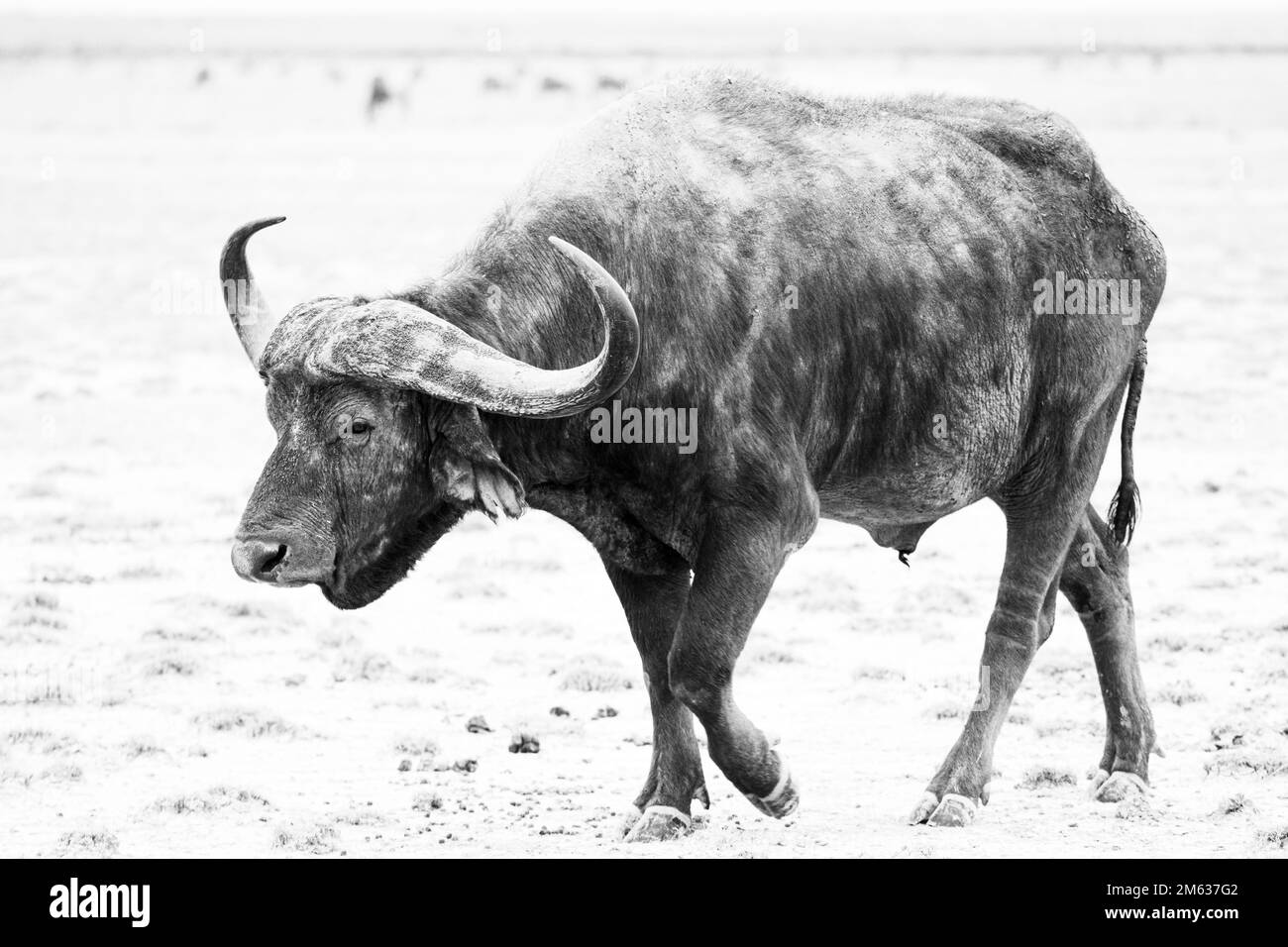 Side view black and white of African Buffalo with curvy horns walking ...