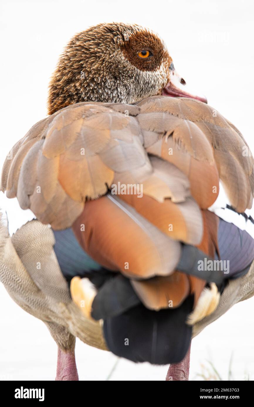 Back view of Egyptian goose with colorful feathers standing on grassy ...