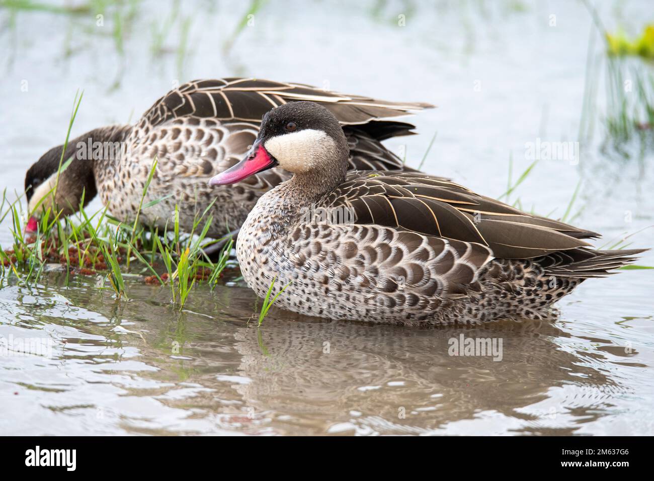 Side view of red billed teals with brown feathers swimming in pond ...