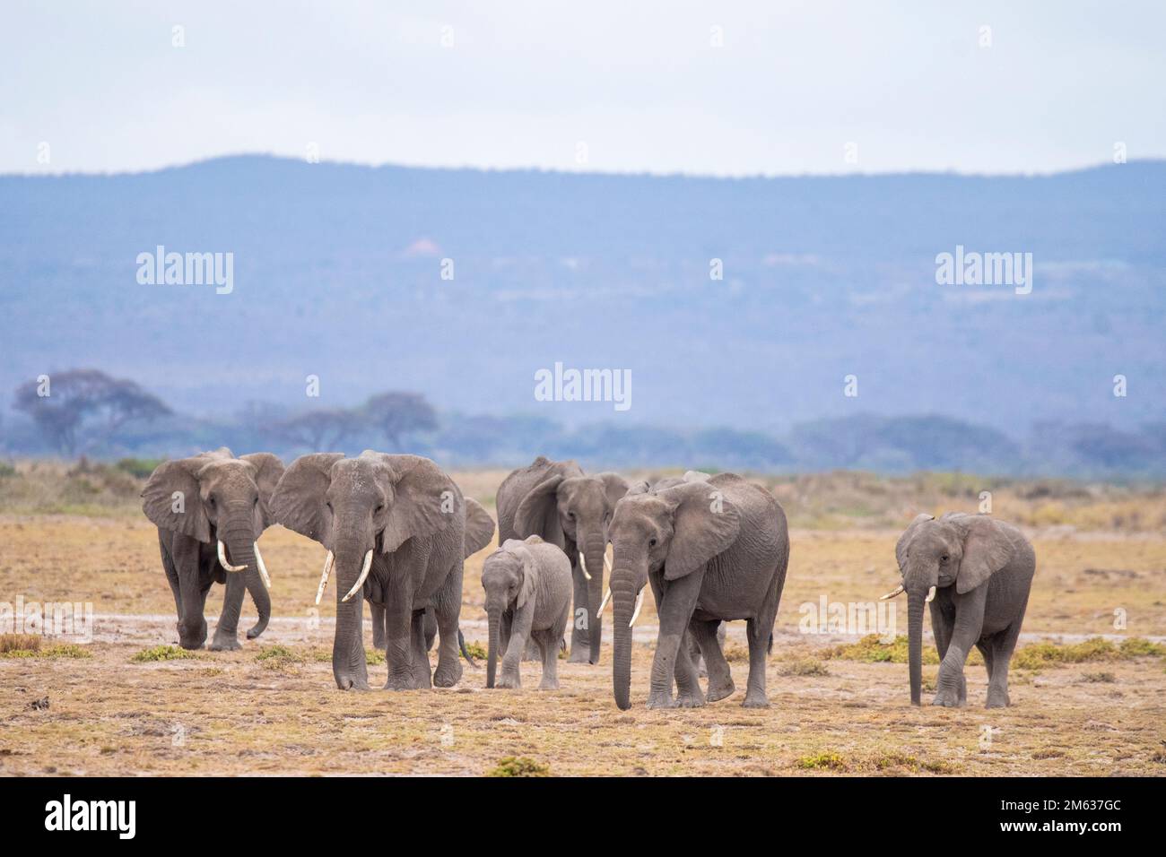 Herd of gray elephants walking together in savanna on dusty road in ...