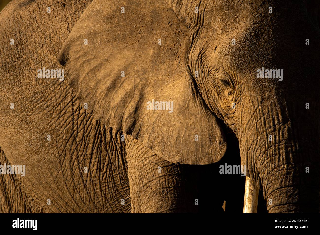 Big elephant with tusks and long trunk with wrinkles standing in ...