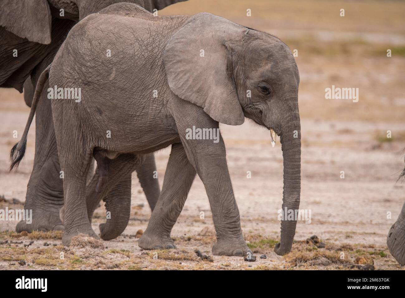 Side view of elephant calf with long trunk walking on dry ground with ...