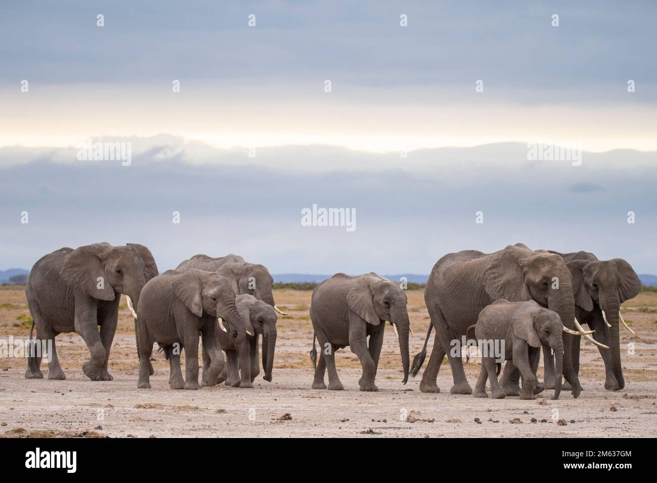 Herd of gray elephants walking together in savanna on dusty road in ...