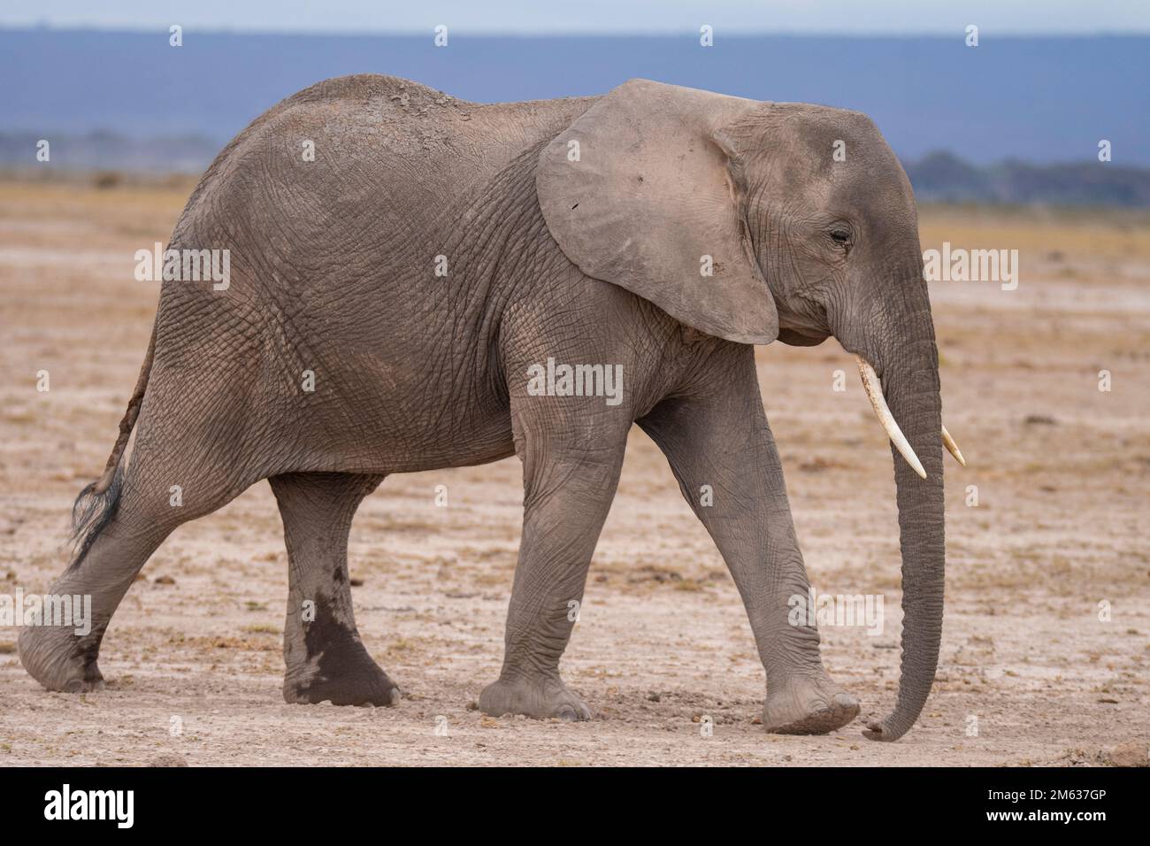 Side view of elephant calf with long trunk walking on dry ground with ...