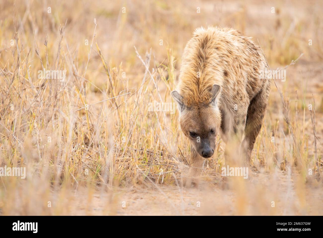 Attentive wild spotted hyena standing among dry grass and observing ...