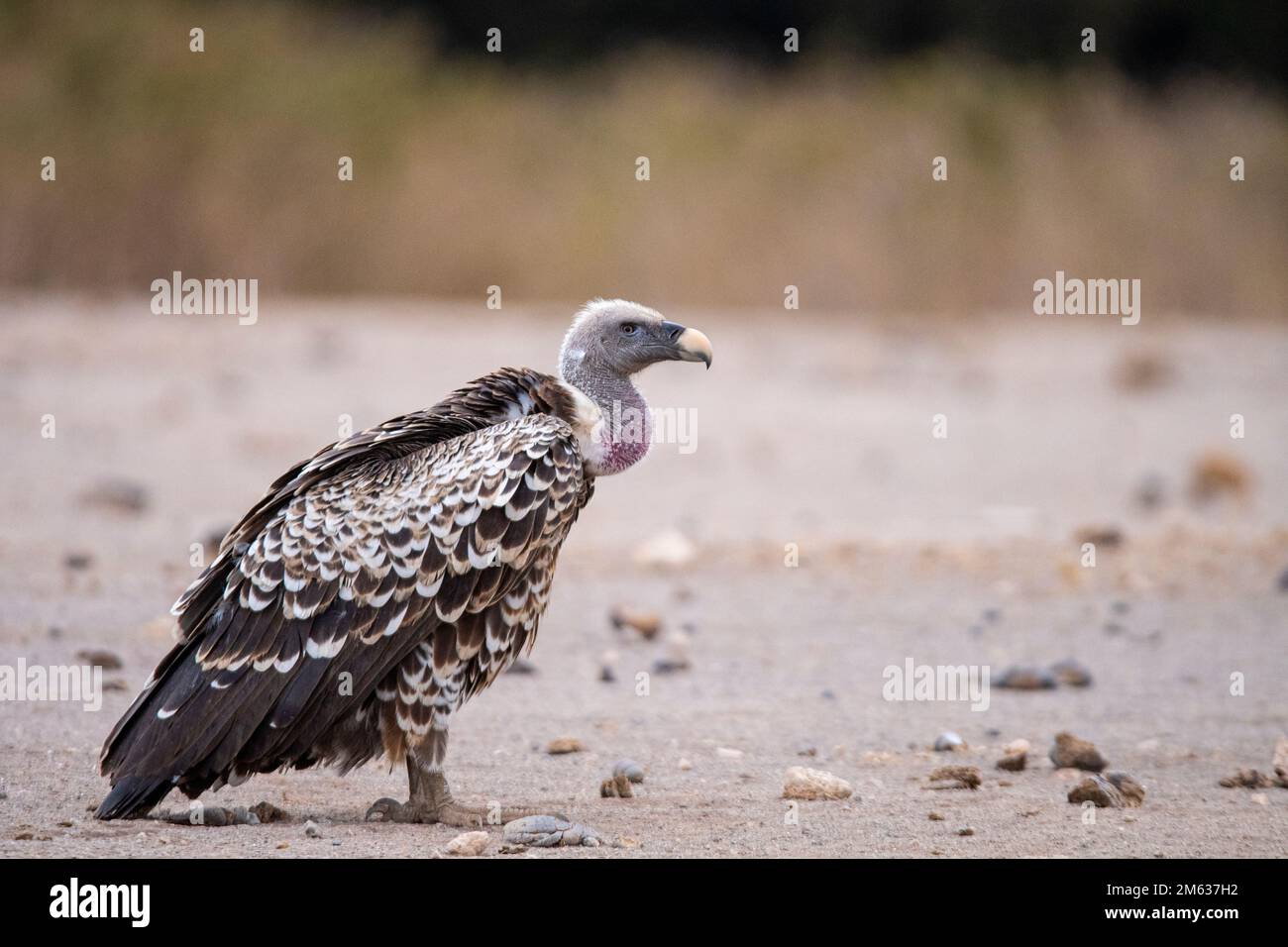 Side view of wild predatory African Vulture standing on dry ground ...