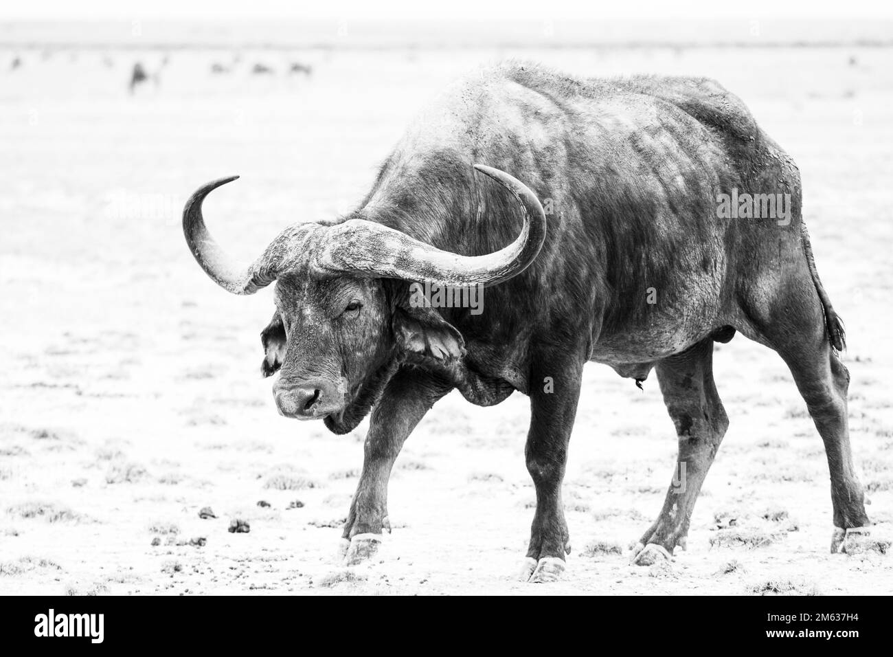 Side view black and white of African Buffalo with curvy horns walking ...