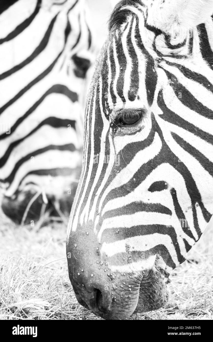 Black and white side view of wild striped zebras eating grass while grazing on meadow in ...