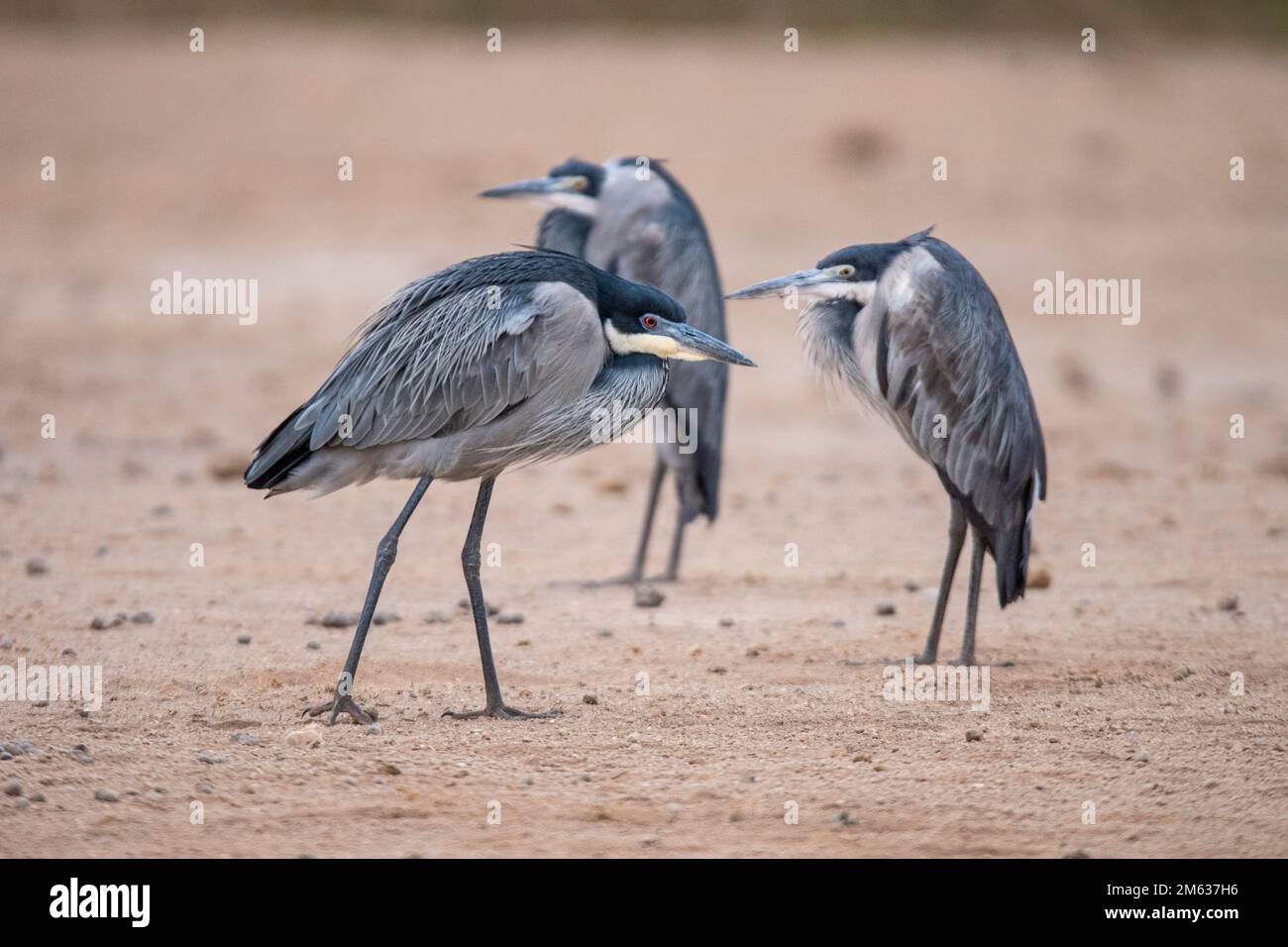 Long thin legs hi-res stock photography and images - Alamy