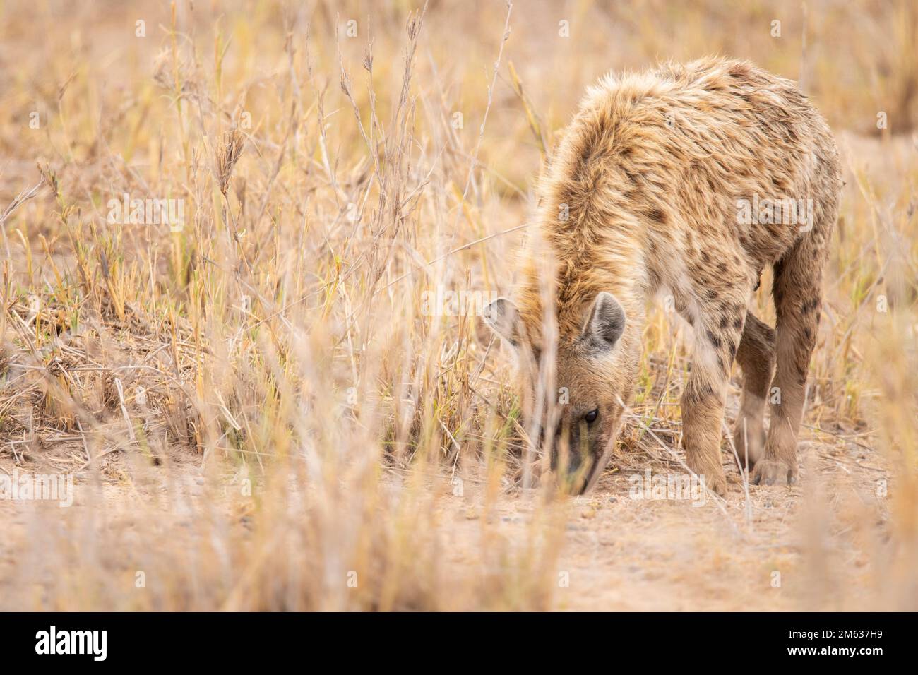 Attentive wild spotted hyena standing among dry grass and observing ...