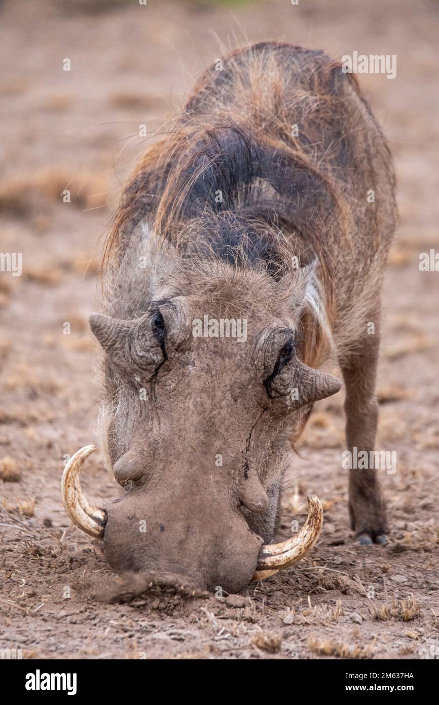 Wild African warthog with tusks standing on dry ground and eating grass ...