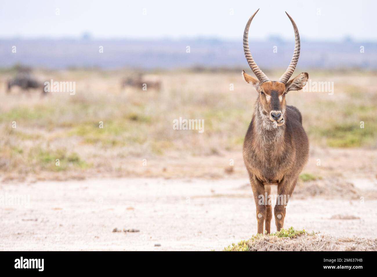 Wild antelope with long horns standing on dry terrain near grassy ...