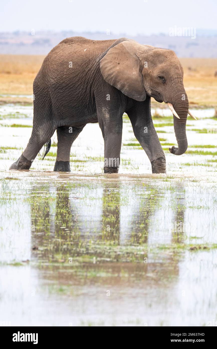 Wild elephant walking on muddy puddle with grass in savanna on cloudy ...