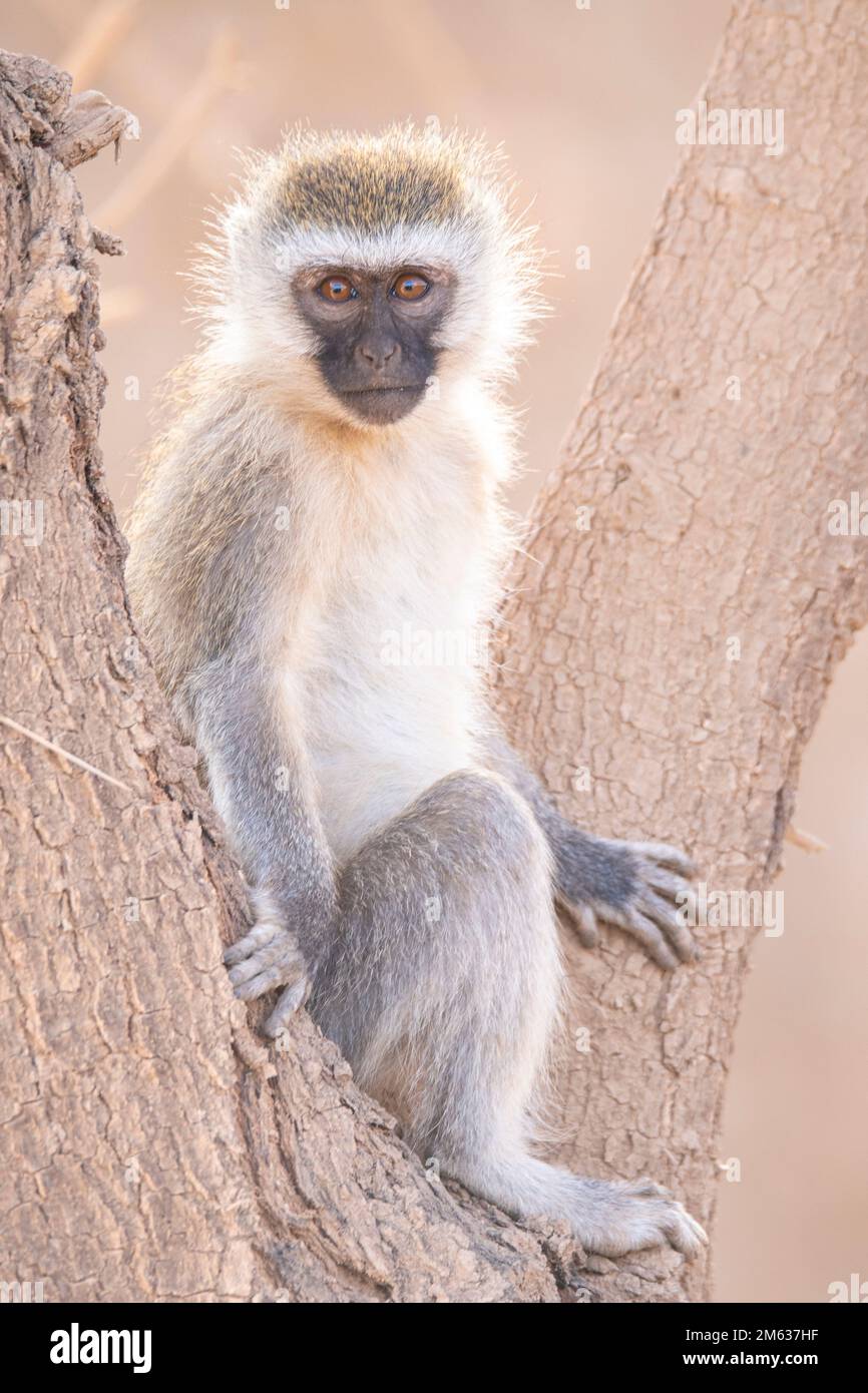 Adorable wild monkey sitting on tree trunk on blurred background of ...