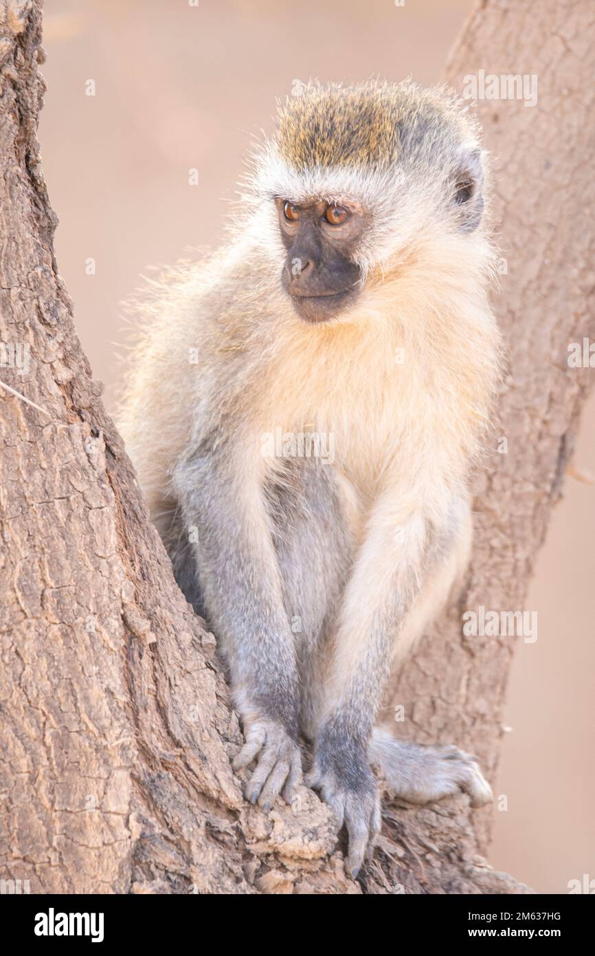 Adorable wild monkey sitting on tree trunk on blurred background of ...