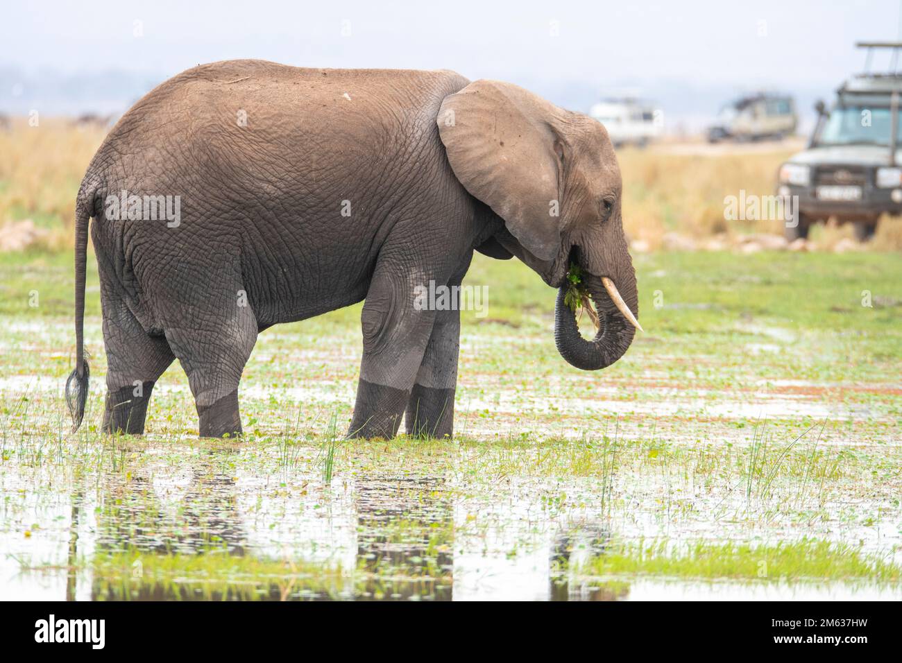 Wild elephant walking on muddy puddle with grass in savanna on cloudy ...