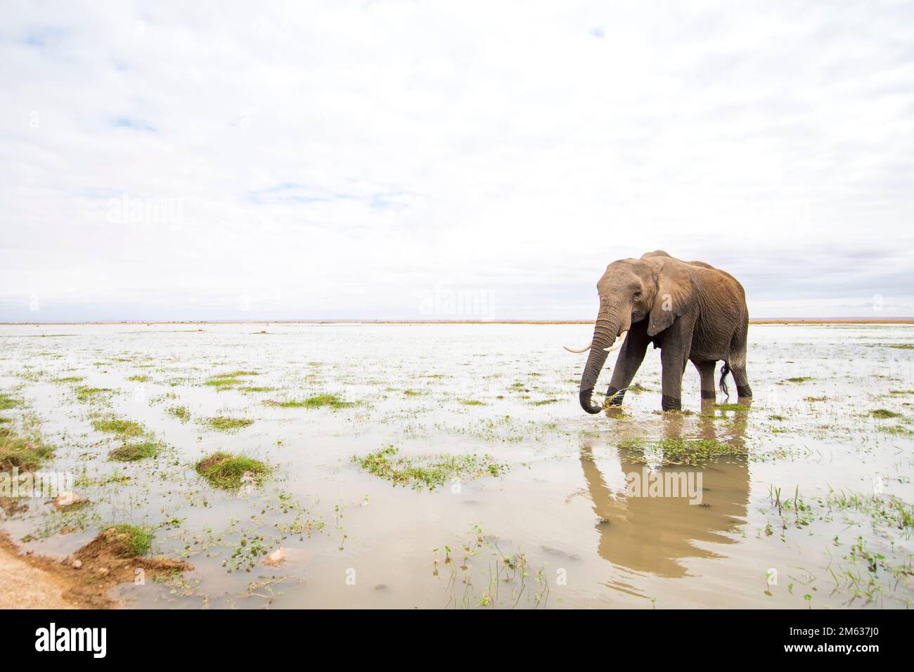 Wild elephant walking on muddy puddle with grass in savanna on cloudy ...
