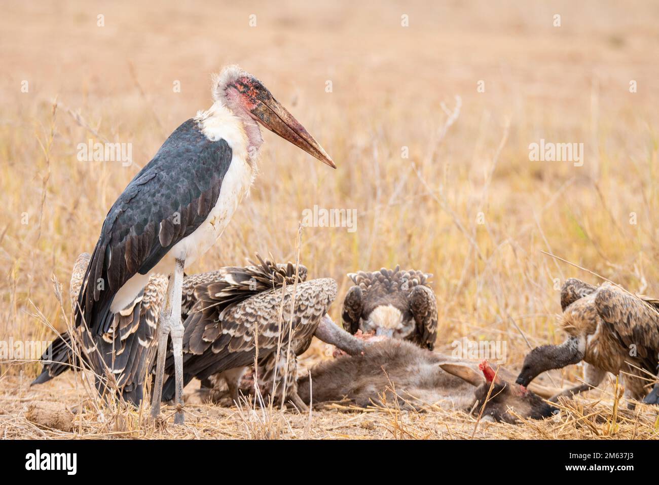 Flock of predatory vultures with ornamental plumage eating dead animal ...