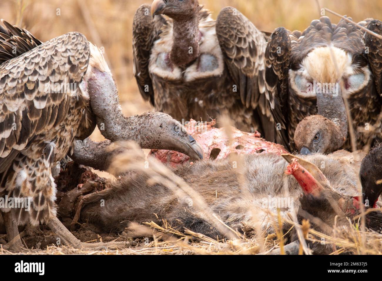 Flock of predatory vultures with ornamental plumage eating dead animal ...