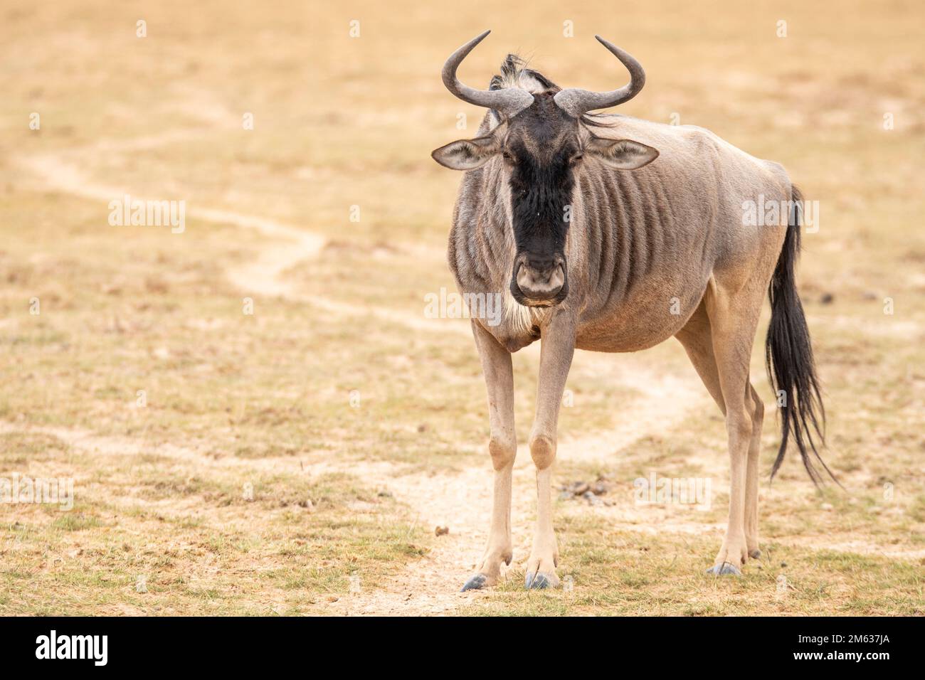 Wild gnu antelope with big antlers standing on dry grassy ground in ...