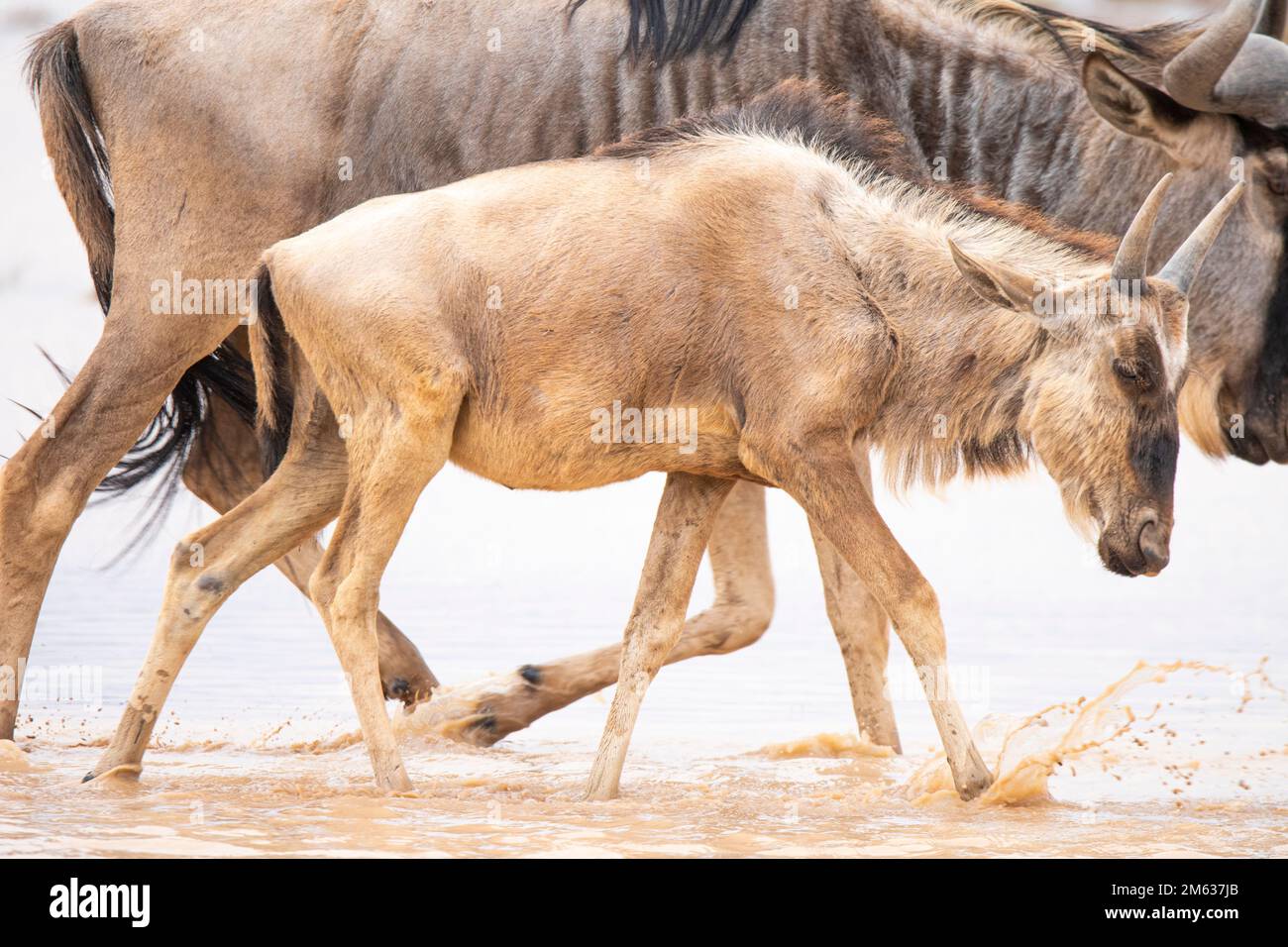 Gnus antelope with big antlers walking on muddy puddle in savanna Stock ...