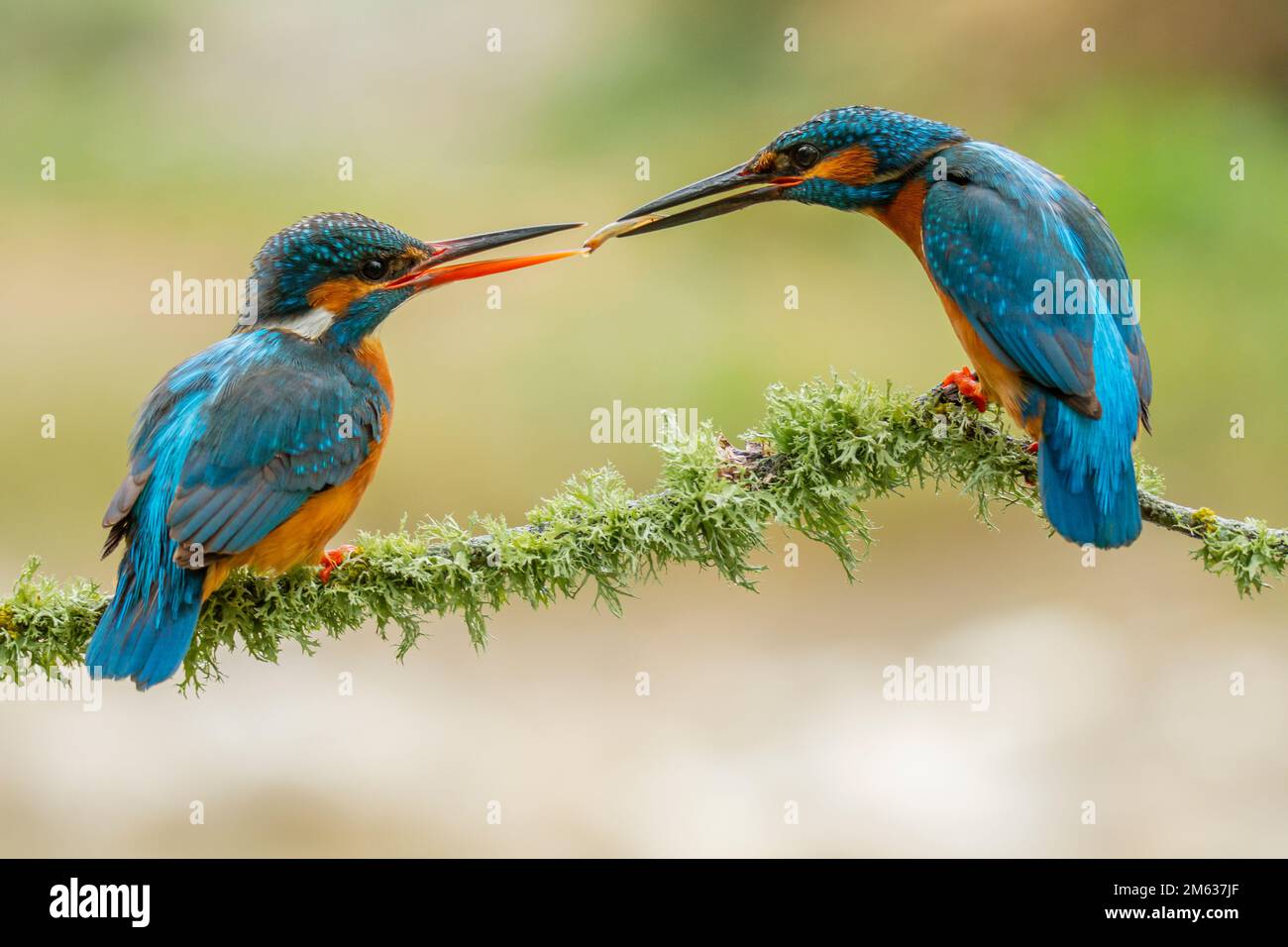 Side view of kingfisher with colorful plumage giving small fish to ...
