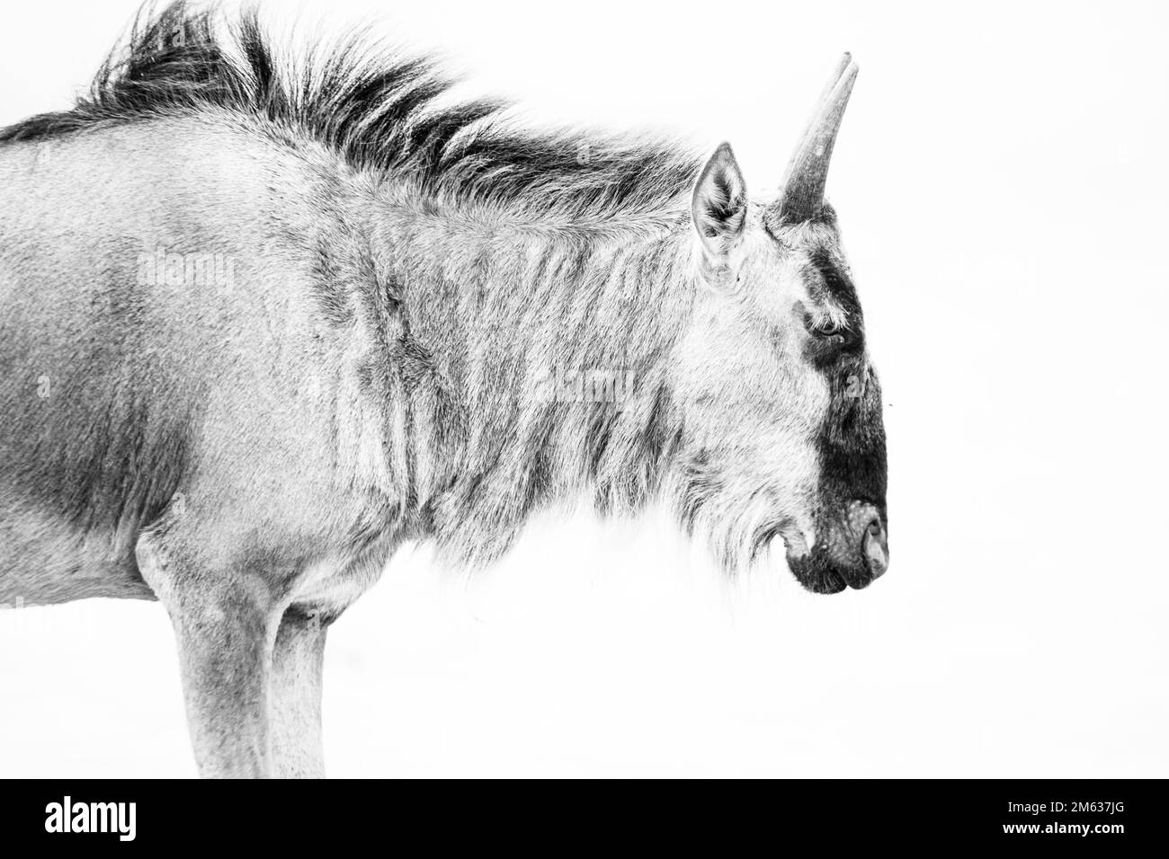 Side view gnu antelope with antlers standing in savanna Stock Photo - Alamy