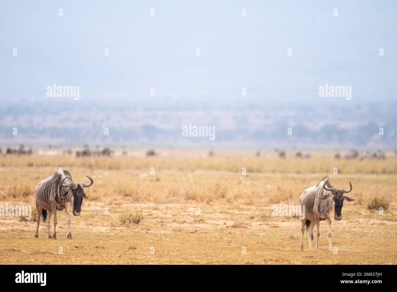Gnus antelope with big antlers walking on dry grassy ground in savanna ...