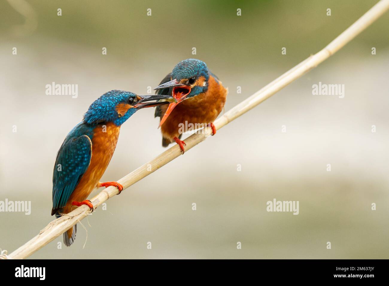 Side view of kingfisher with colorful plumage giving small fish to ...