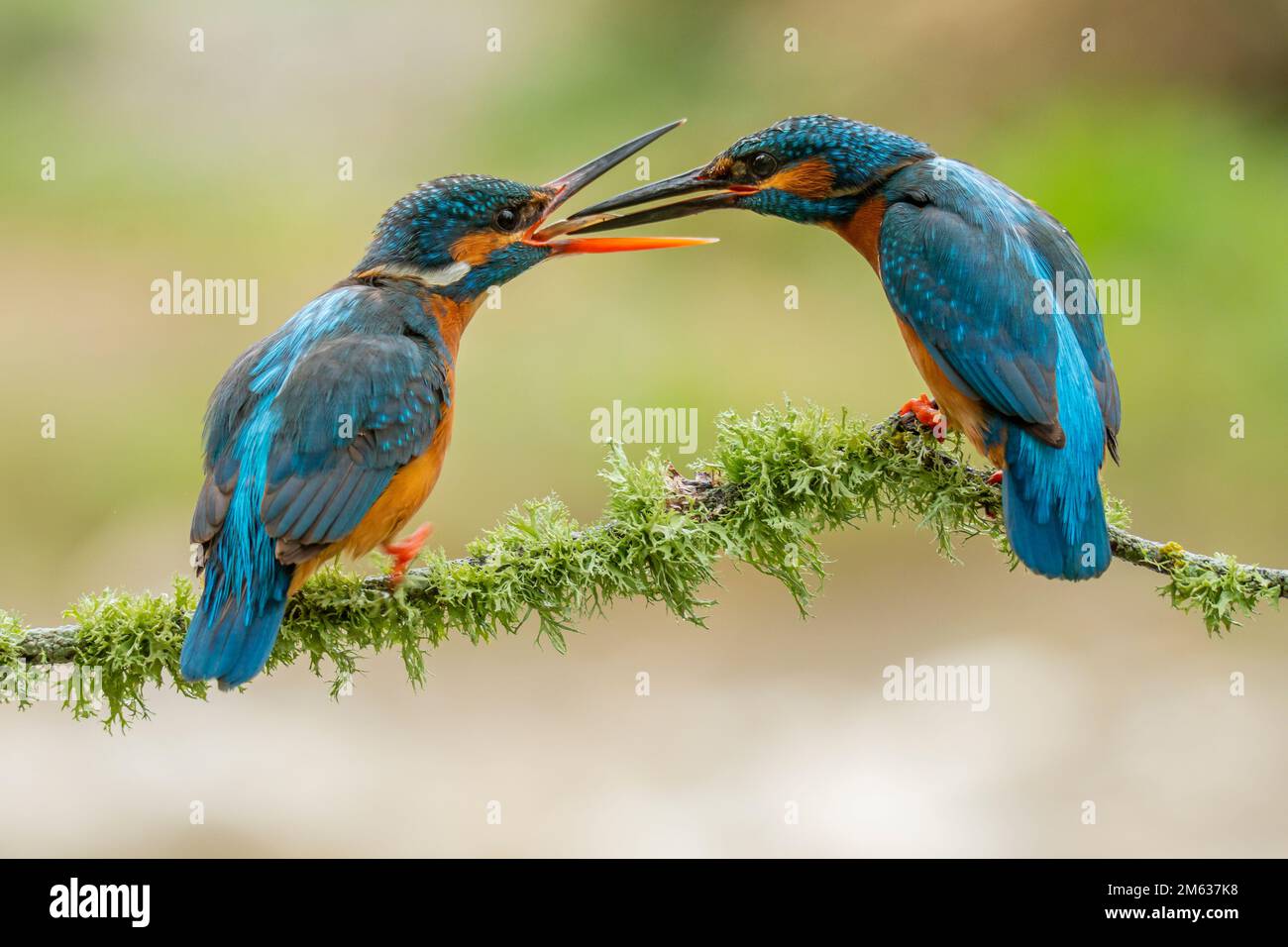 Side view of kingfisher with colorful plumage giving small fish to ...